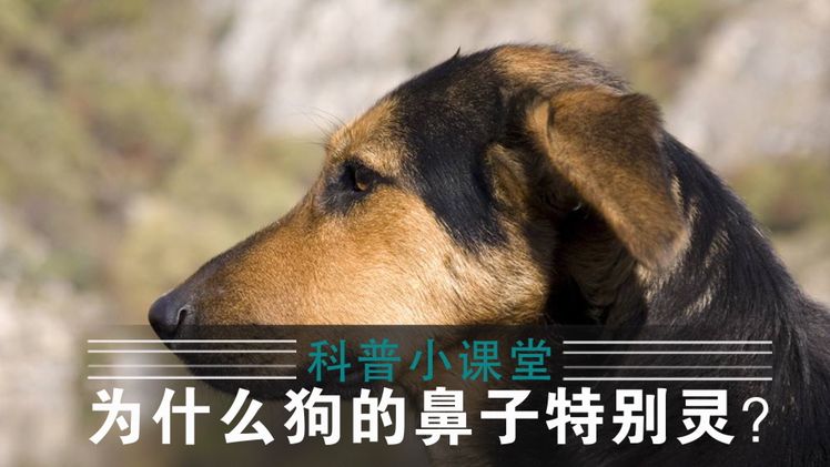 十万个为什么科普小课堂：为什么狗的鼻子特别灵