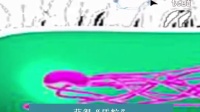 基因工程操作步骤——以转入人胰岛素基因的大肠杆菌为例(音乐版)