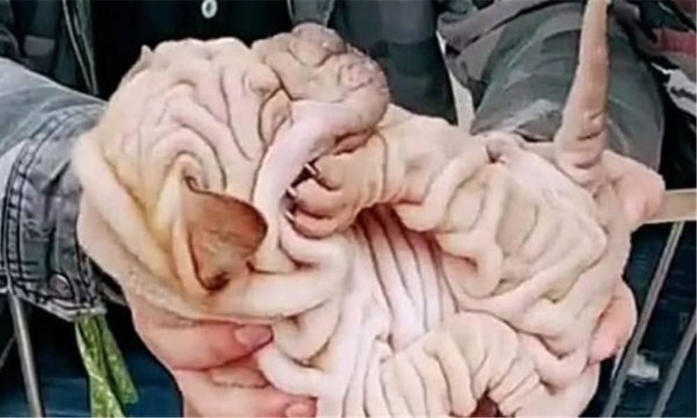 .2万买回的宠物犬,远看像猪大肠,世界珍贵品种.