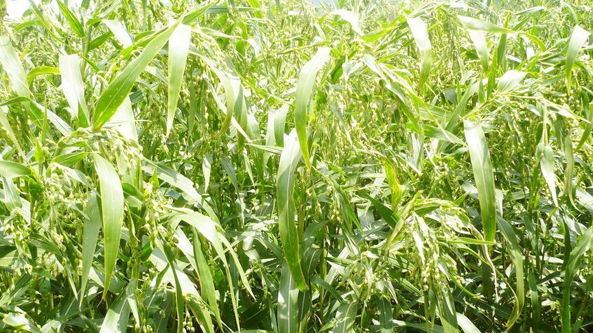 农村种植薏米六谷子,抽穗期及防害虫管理
