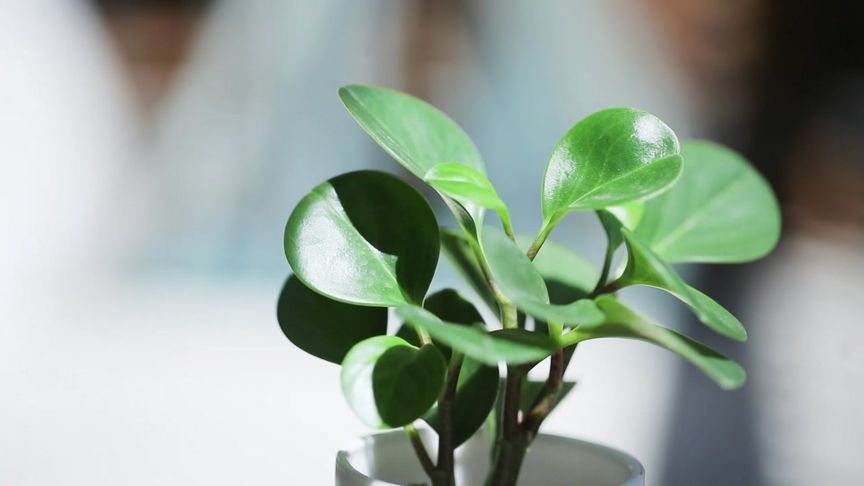 每天认识一棵植物:青叶碧玉