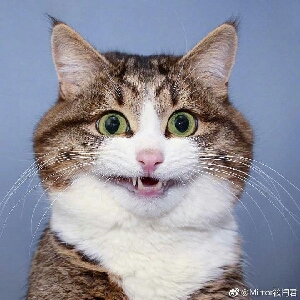 黑猫小凳子 