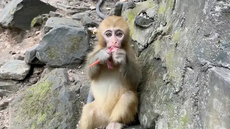 张家界旅游推荐,乘坐小火车打卡十里画廊,这里的猴子成群真可爱