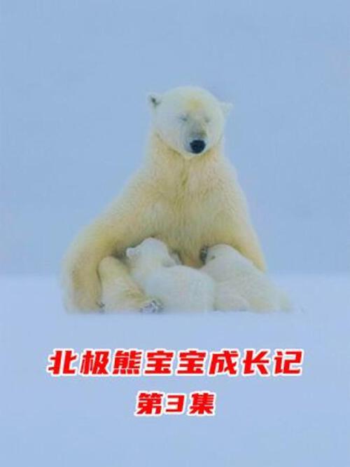 食物被抢走,弟弟被冻死,北极熊宝宝成长记3宝宝捕食海豹