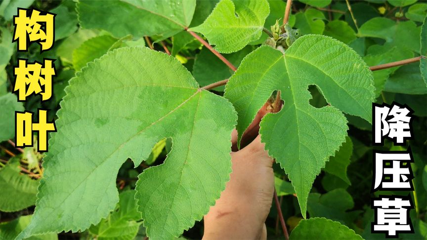 农村构树叶俗称降压草,猪吃了长的快,生活中4大用途采摘煮茶好
