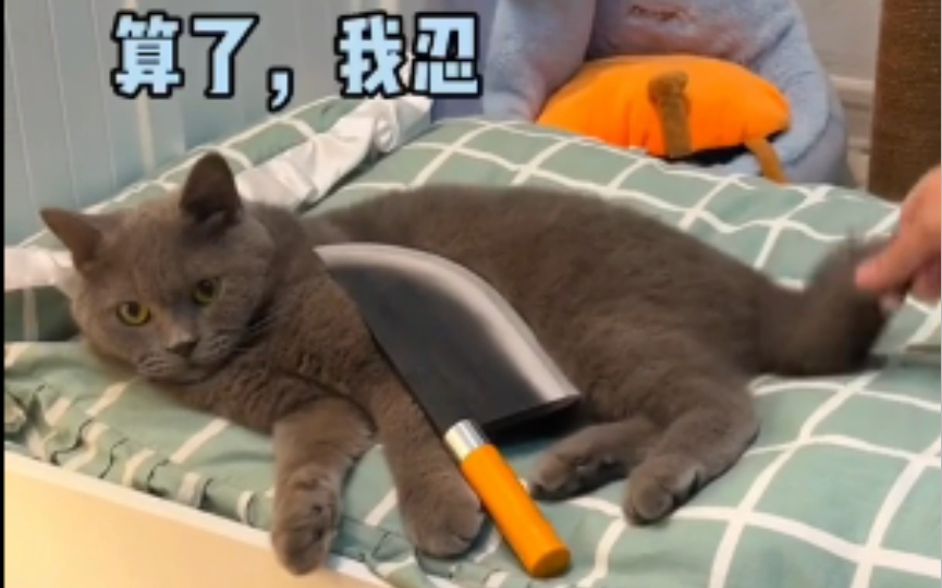 猫咪史诗级信任度测试～