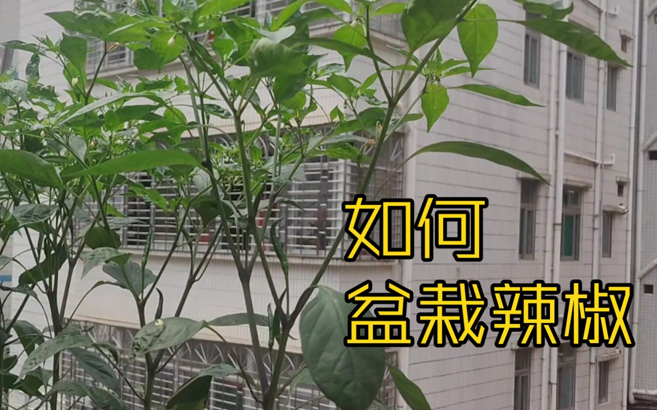 疯狂使用平衡性复合肥,盆栽辣椒能长好吗?精细调配氮磷钾比例有必要...