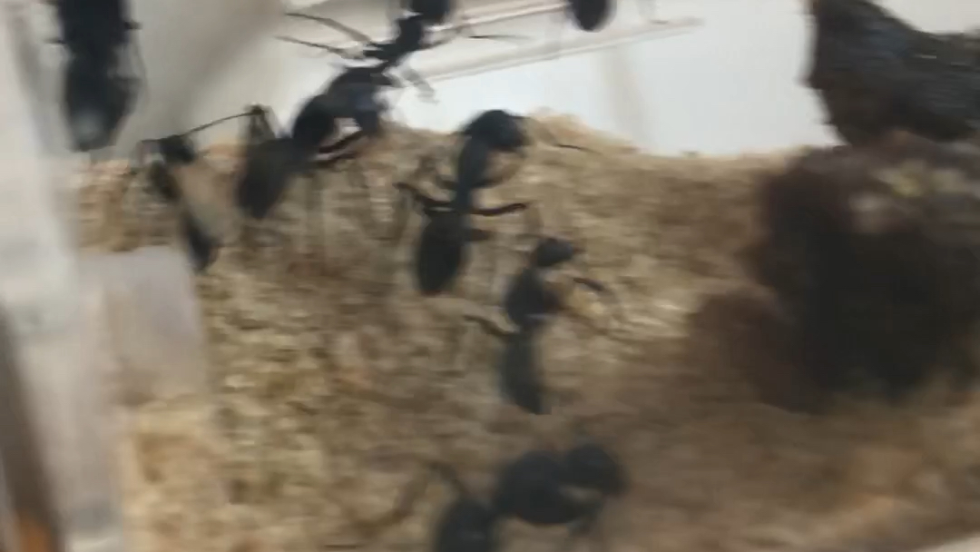 我的蚂蚁们 观察记录第一天