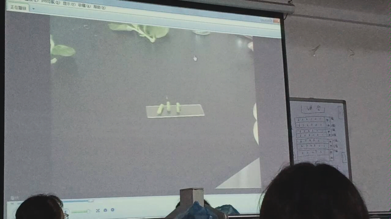 生物科学植物学实验厚角组织的获得和观察