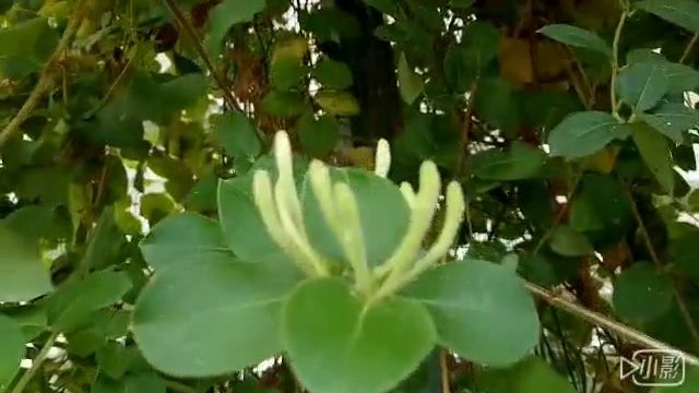 实拍:金银花又名忍冬藤,可以治疗风热感冒、咽喉肿痛等症
