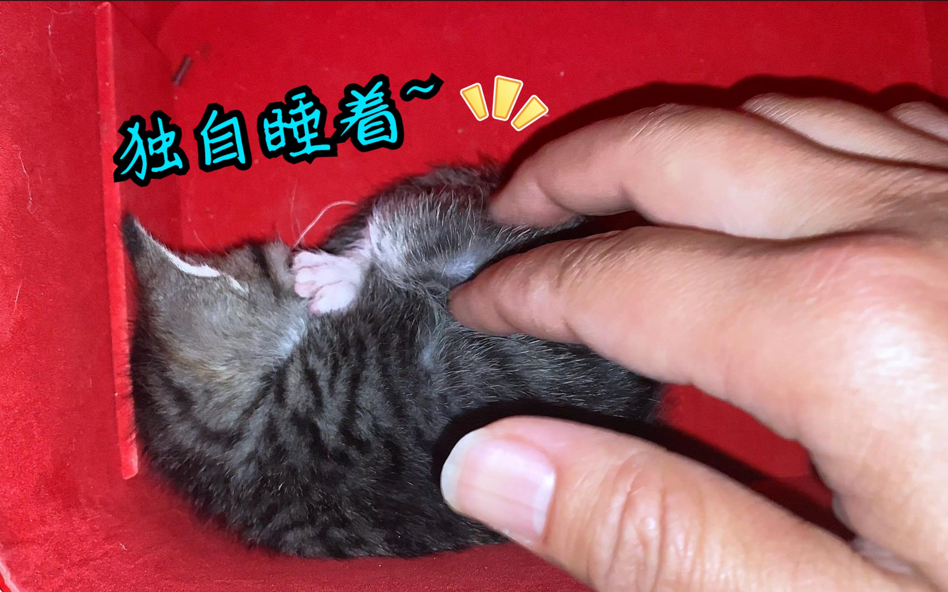 猫老大太小,进化妆盒出不去了