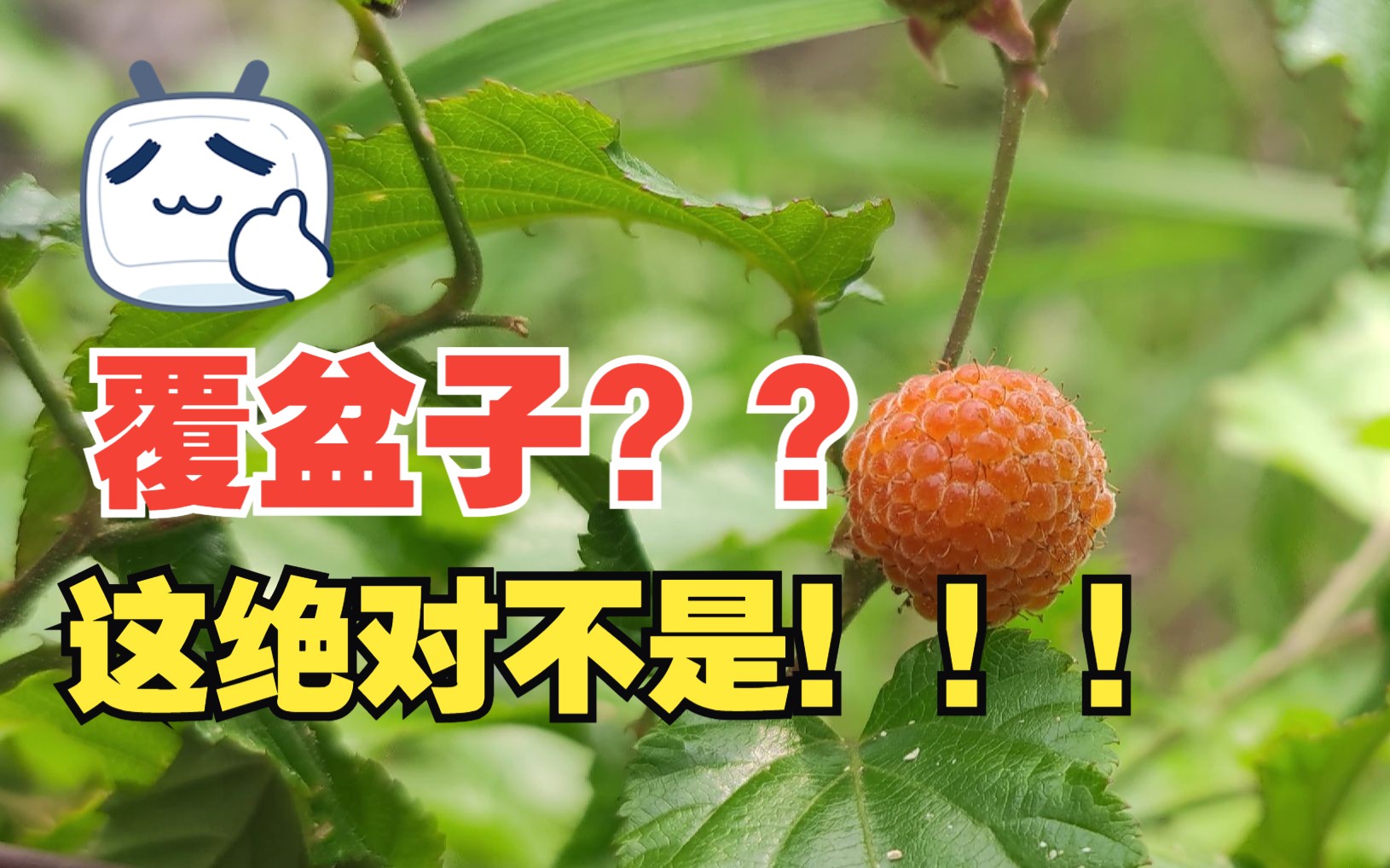 你 管 这 叫 覆 盆 子 ?其 实 是 树 莓 啦!