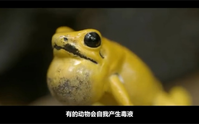 世界上十大最毒生物,招招致命碰见快避开,有的动物毒液一滴千金 第二集