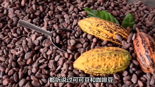 可可豆和咖啡豆有什么区别?巧克力是用咖啡豆做的吗?