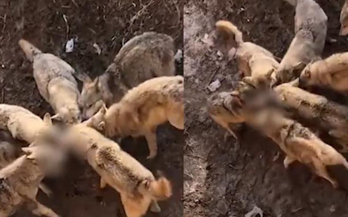 新疆一女游客抱泰迪看狼,狗掉入狼群被撕咬致死,画面触目惊心