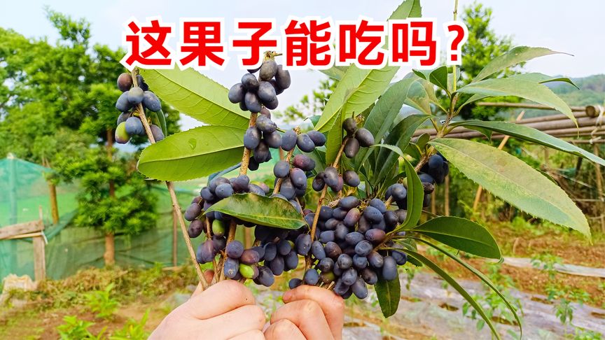 桂花树结的果子能吃吗?长得挺像蓝莓,知道的朋友给大家科普下