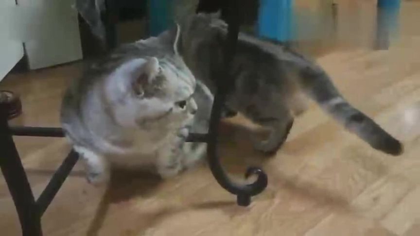 小母猫开始闹猫,总跟着大公猫,各种撒娇卖弄
