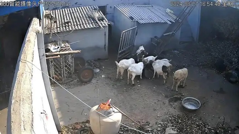 工作压力大了,每天看看羊群,心情好多了