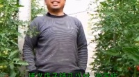 辣椒种植管理技术_标清