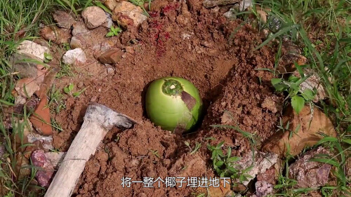将新鲜的椰子埋进土里,经过一个月的等待,能生长成参天大树吗