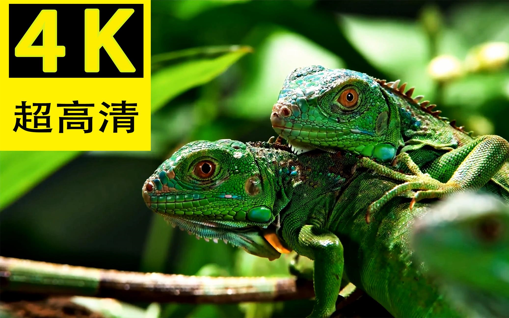 【4K】各种动物高清视频合集