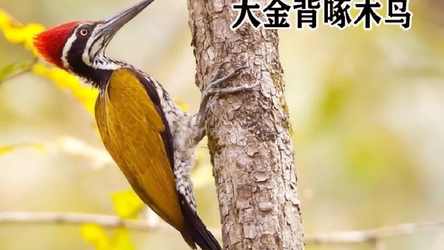 (53集)啄木鸟国内统计55种,这种鸟类是树木的朋友啊!