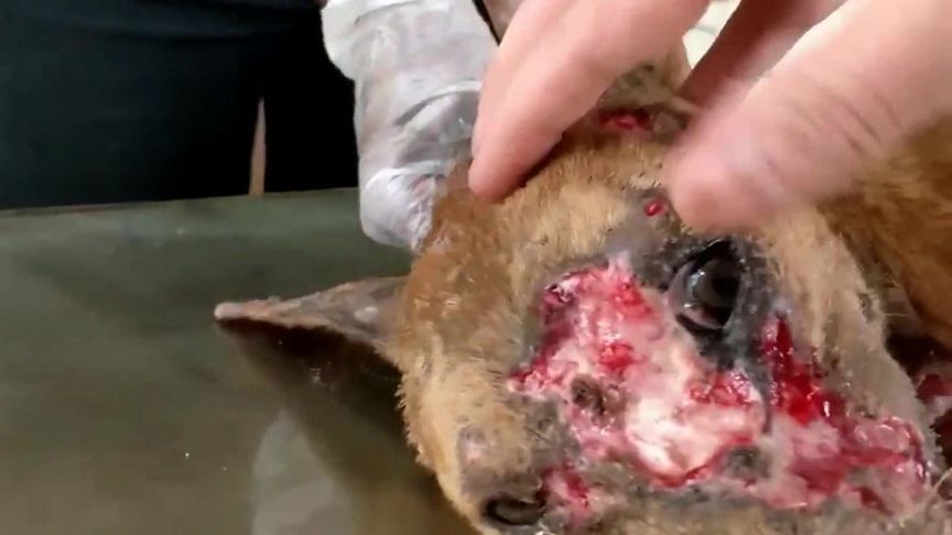 流浪狗被咬得面目全非,治疗时医生也哭了