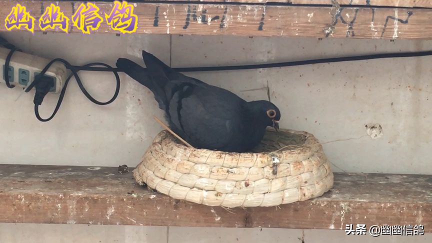 小伙耗时两个月记录了鸽子的孵化和成长周期,请欣赏