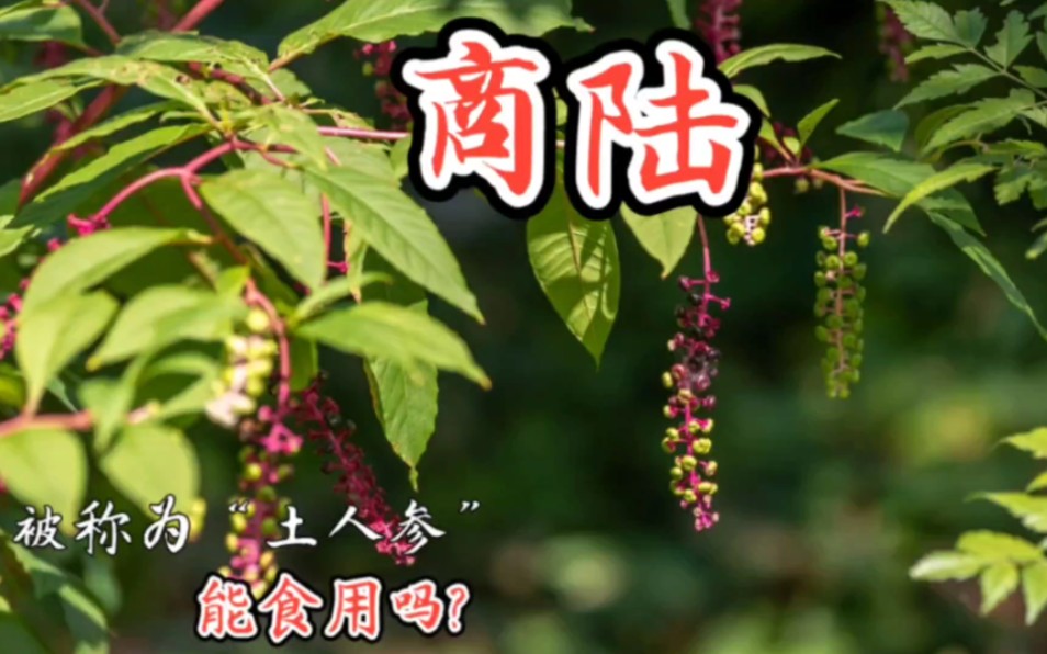 果实像葡萄,根像“人参”——商陆,它到底能食用吗?你被误导了吗?