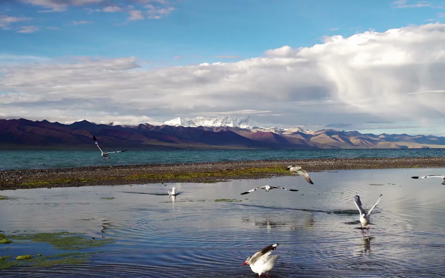 ...血糖、脂蛋白以及各种炎症标志物水平,水平异常是冠心病的危险因素。