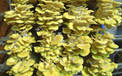 榆黄蘑的一生|现代农业种植和收获黄金菇
