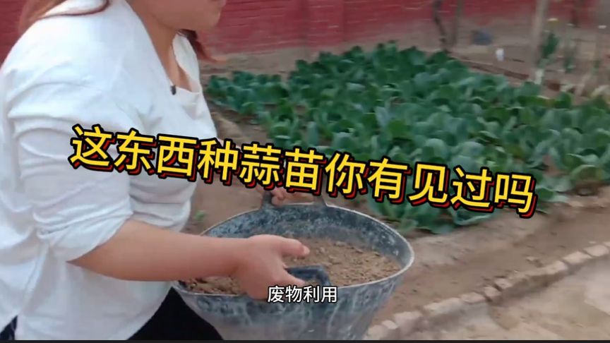 #蔬菜成长日记#自己在家种蒜苗