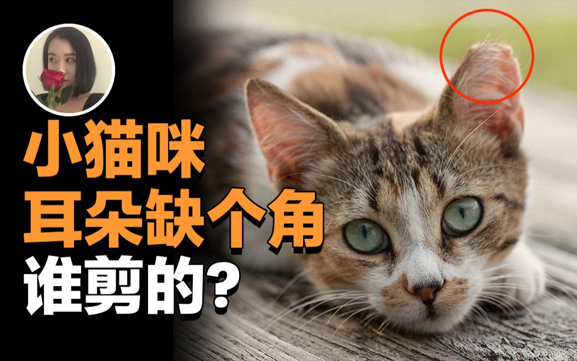 小猫咪耳朵缺个角 谁剪的?