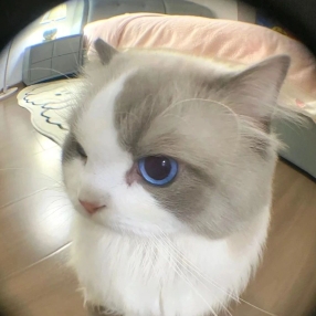 我直接立 