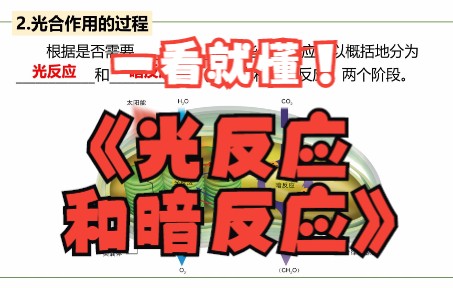 一看就懂的光反应和暗反应的场所和过程!