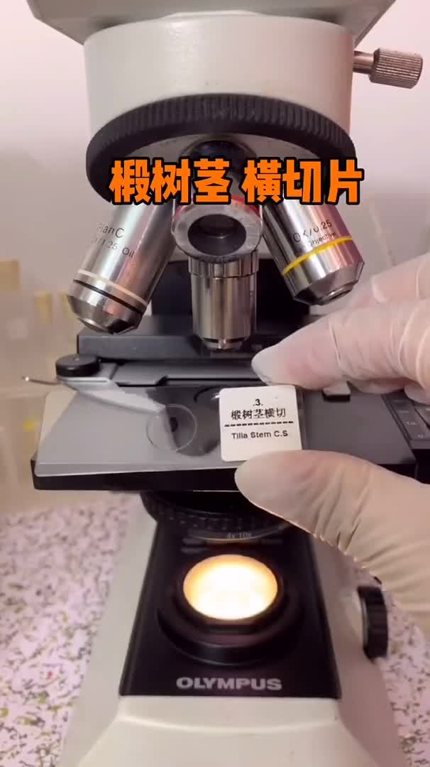 微观世界!显微镜下的神奇!一起跟我来看下微观世界显微镜