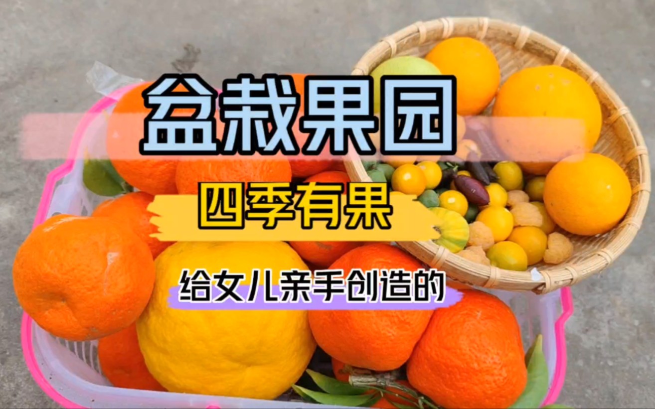 给女儿打造了一个盆栽果园,一年四季有摘不完的果子