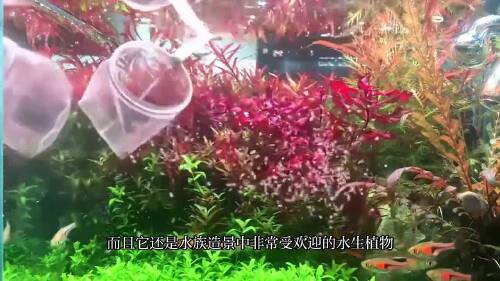水里养珍珠草?这些秘密技巧让你轻松爆缸!