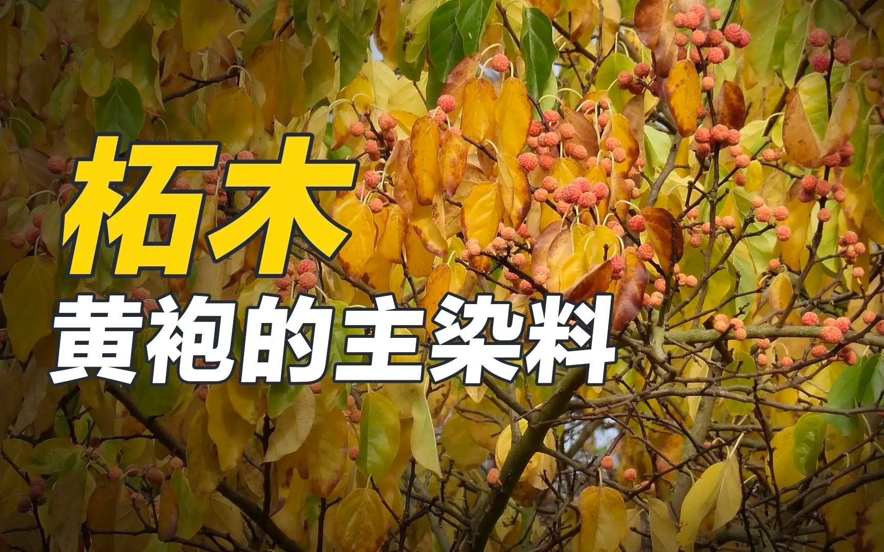 染黄袍、可入药,样样在行的宝藏柘木快来了解一下吧!