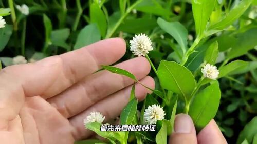 这种野菜你肯定见过!莲子菜功效惊人,农村遍地是宝