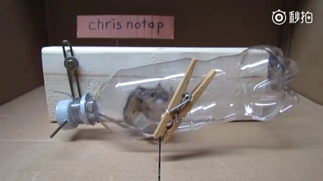 用矿泉水瓶做老鼠捕捉器,方法简单实用,老鼠进去就别想出来!