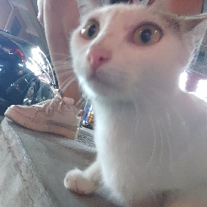 八百里追风穷哈 