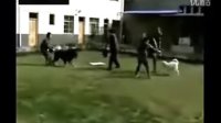 实拍!藏獒大战狼.