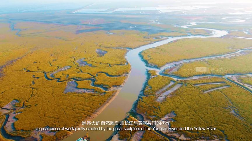 【世遗盐城】这里有完整的天然粉砂质潮滩;植被群落演替层次分明