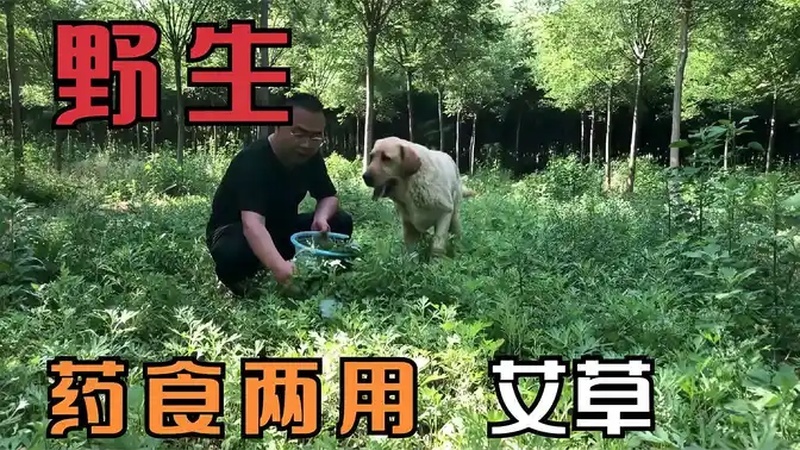农村野生的艾草是种野菜,药用价值高还可以吃,快来认识好采摘哦