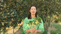 桂花有哪些妙用你知道吗?赶快看,学会给家人收藏哦