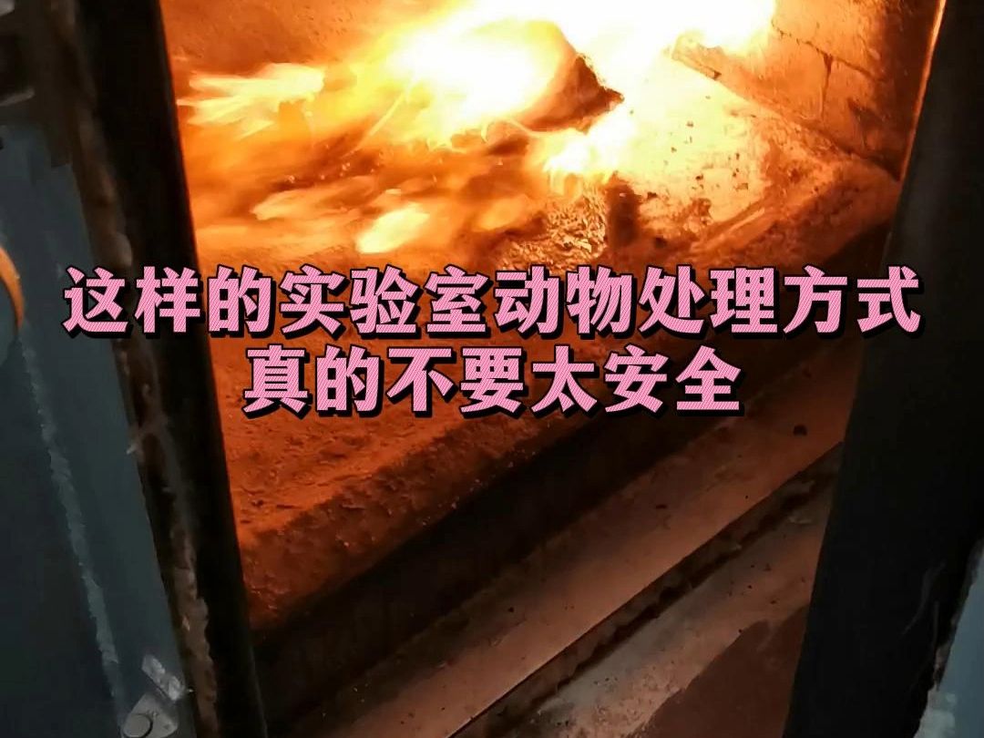 这样的实验室动物处理方式 真的不要太安全