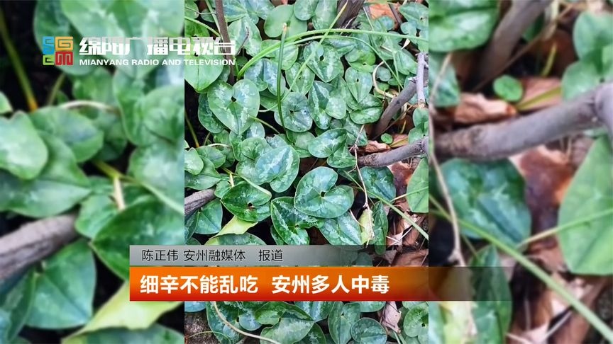 有种野菜叫细辛 食用小心中毒!