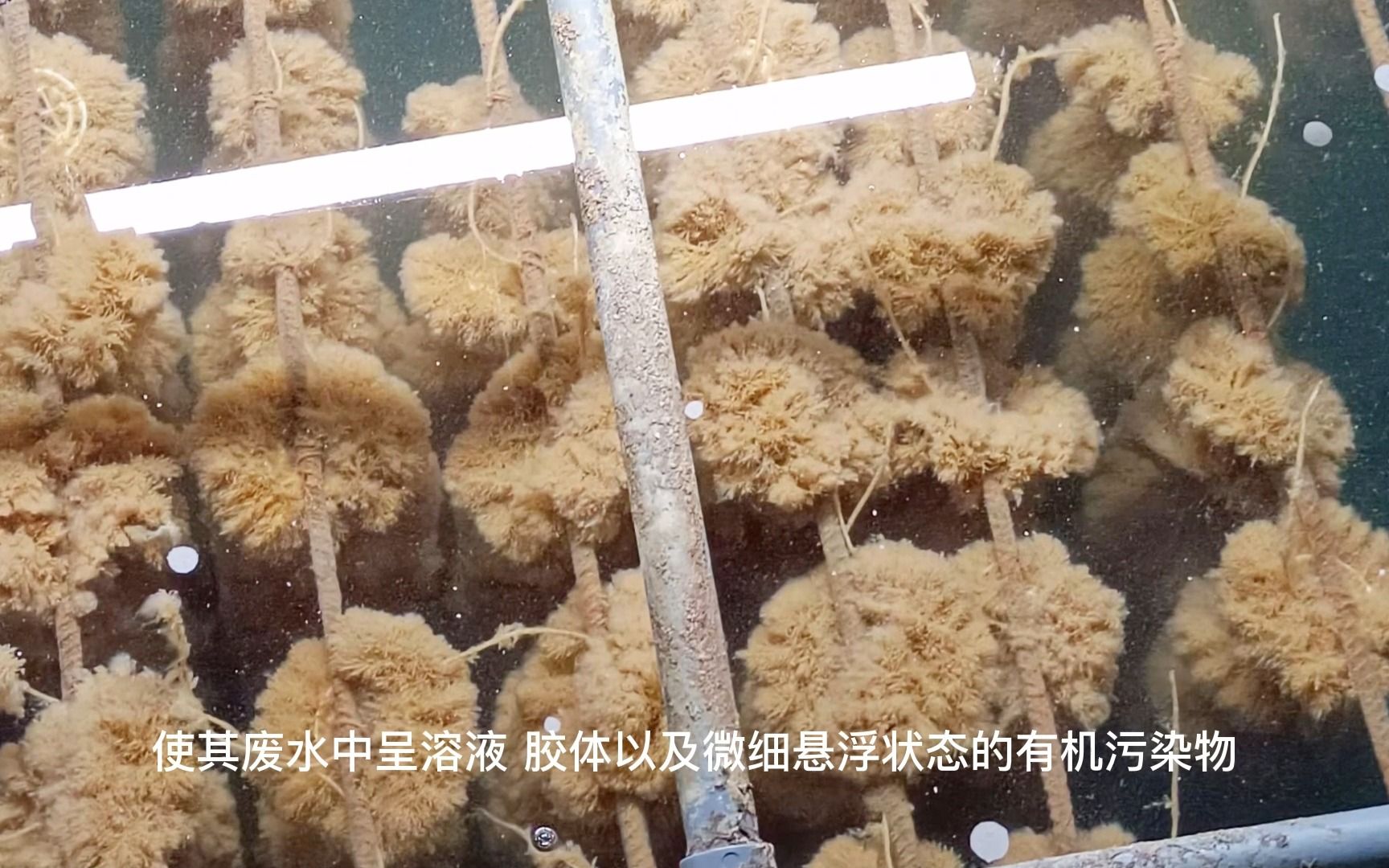 客户分享废水处理填料挂膜效果