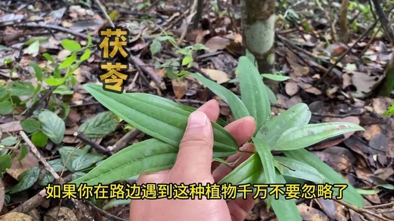 茯苓,现在很少人知道它的好,需要的时候才知道难找